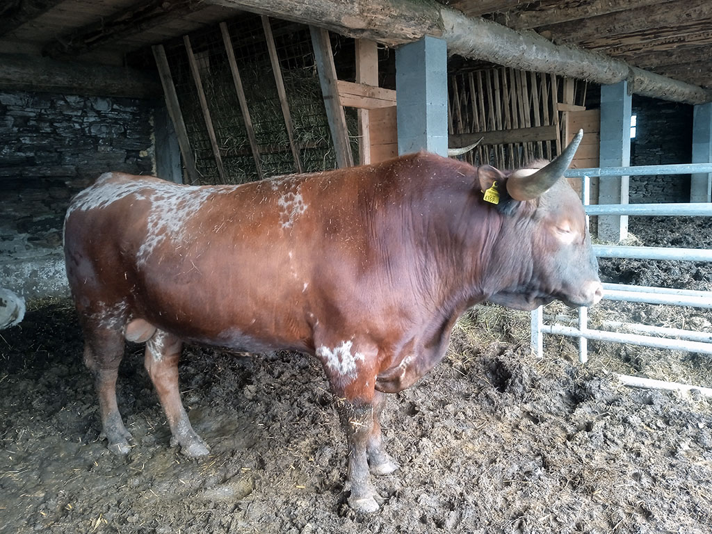 Buffalo Bill - Texas Longhorn Steiermark